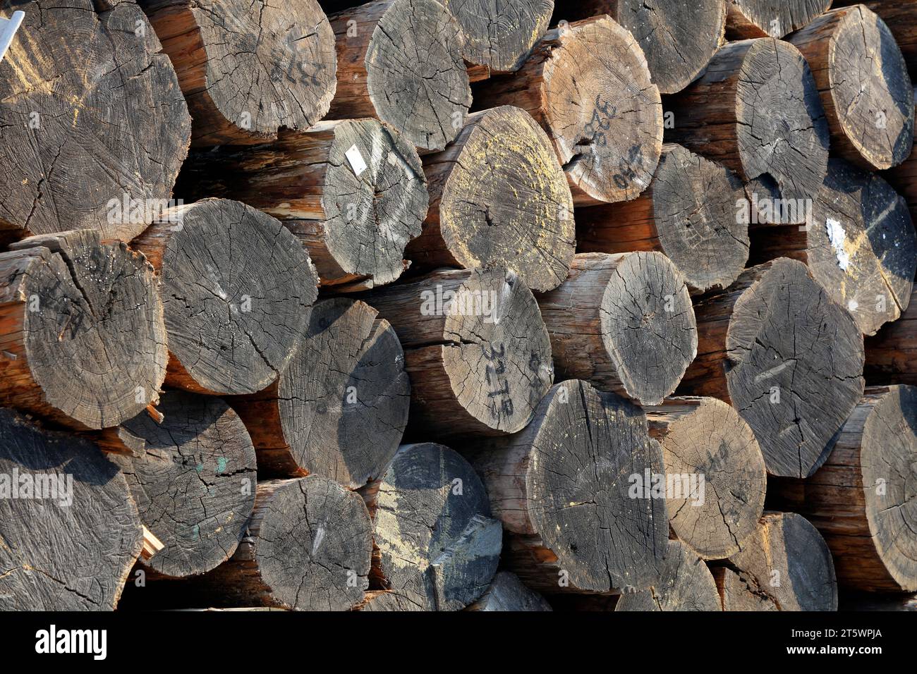 Wood cross section Stock Photo - Alamy