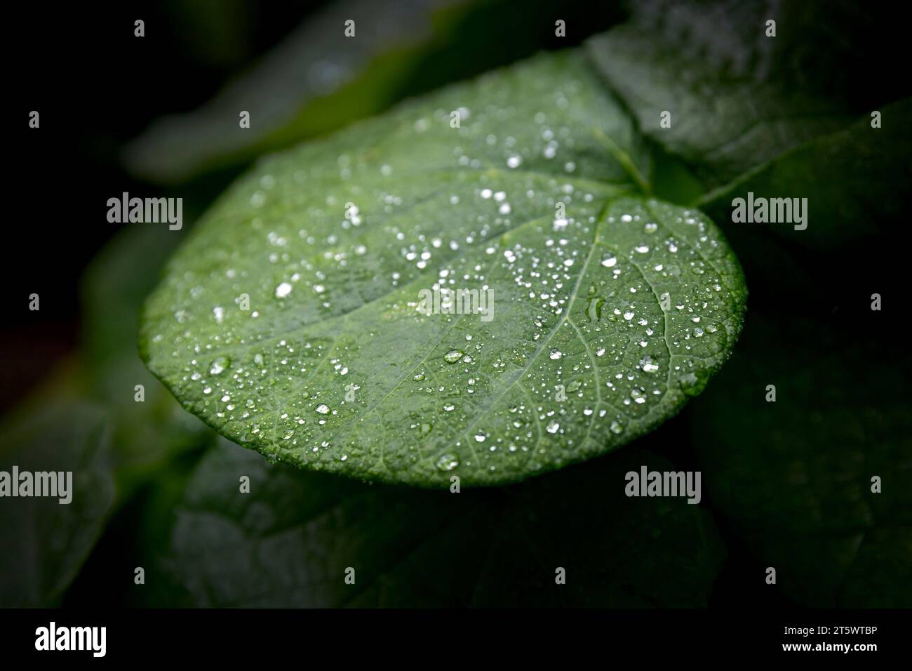 Greem leaf with droplets of rain Stock Photo - Alamy