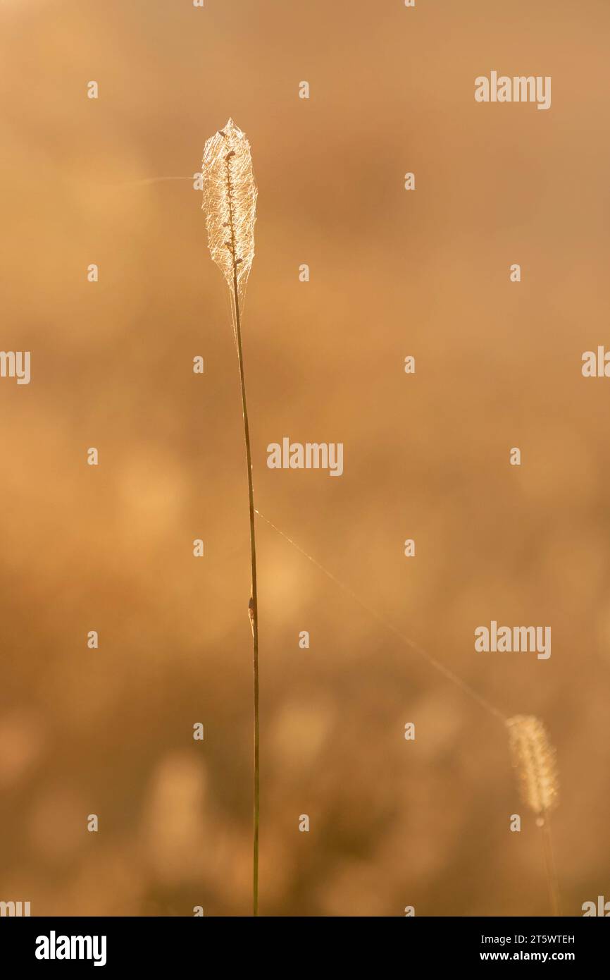 Autumnal grass in sunset light hi-res stock photography and images - Alamy