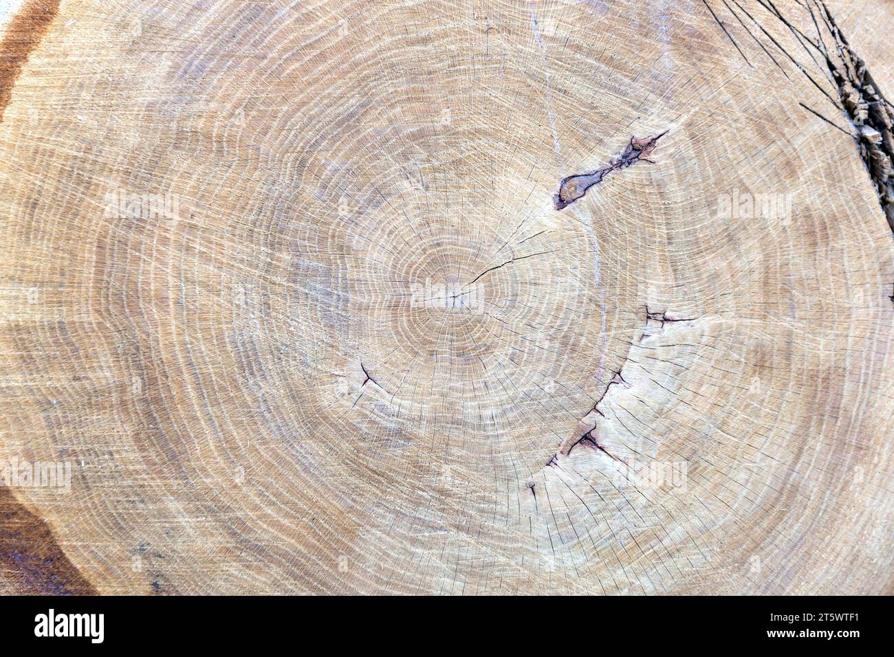 Tree cross section oak hi-res stock photography and images - Alamy