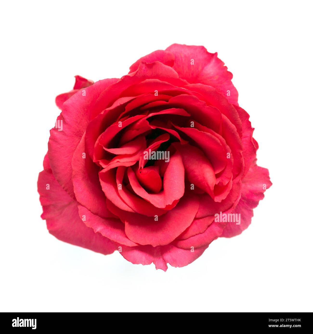 Beautiful red rose flower hi-res stock photography and images - Alamy