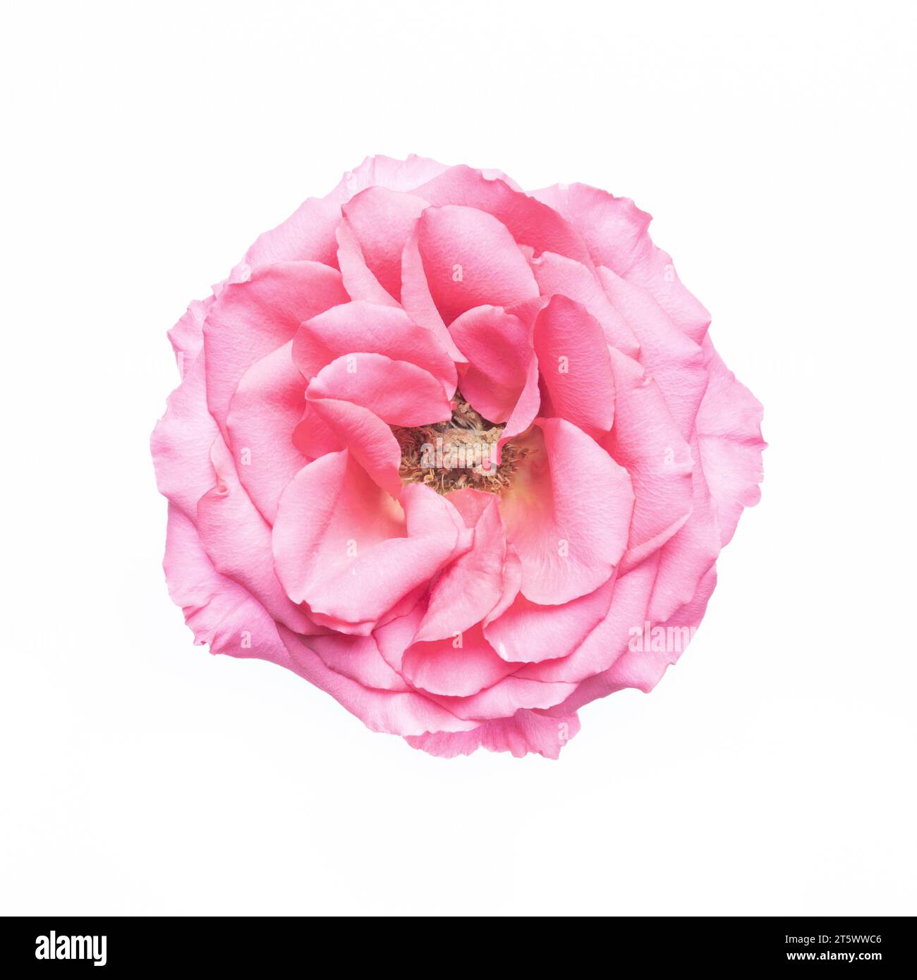 Rose in bloom delicate Cut Out Stock Images & Pictures - Alamy