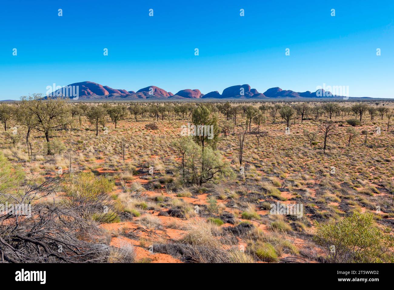 Looking over Desert Oak trees to Kata Tjuta (the Olgas) from the ...
