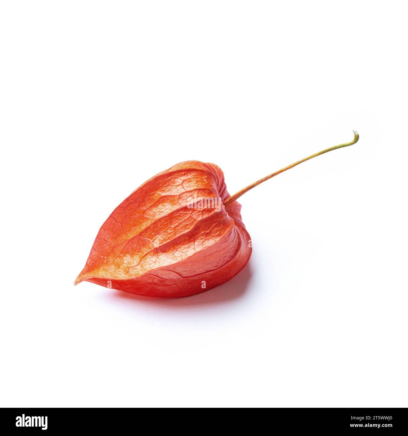 Chinese lantern flower, physalis, isolated on white background Stock ...