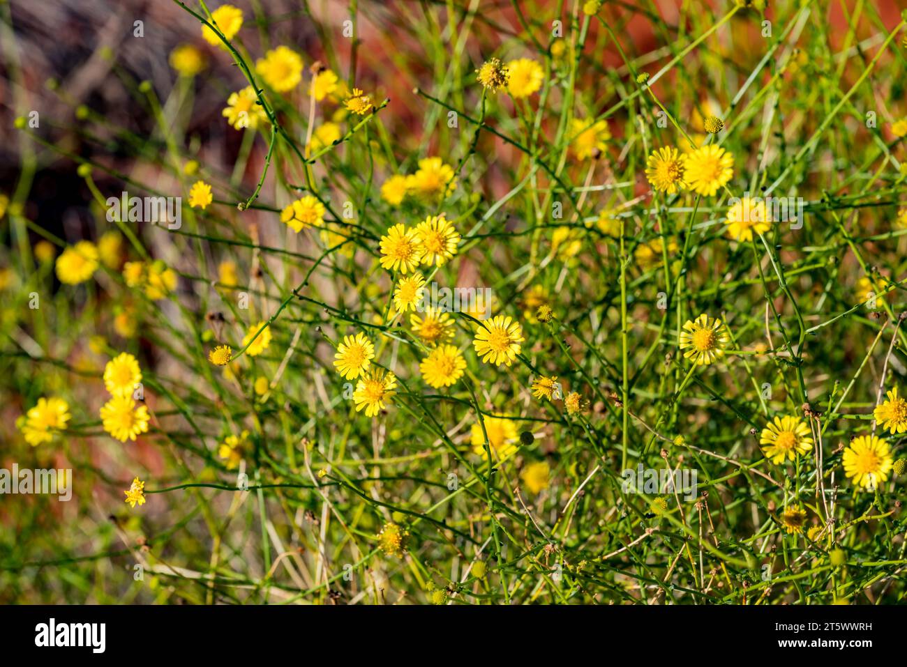 Arid daisy daisies central australia hi-res stock photography and ...