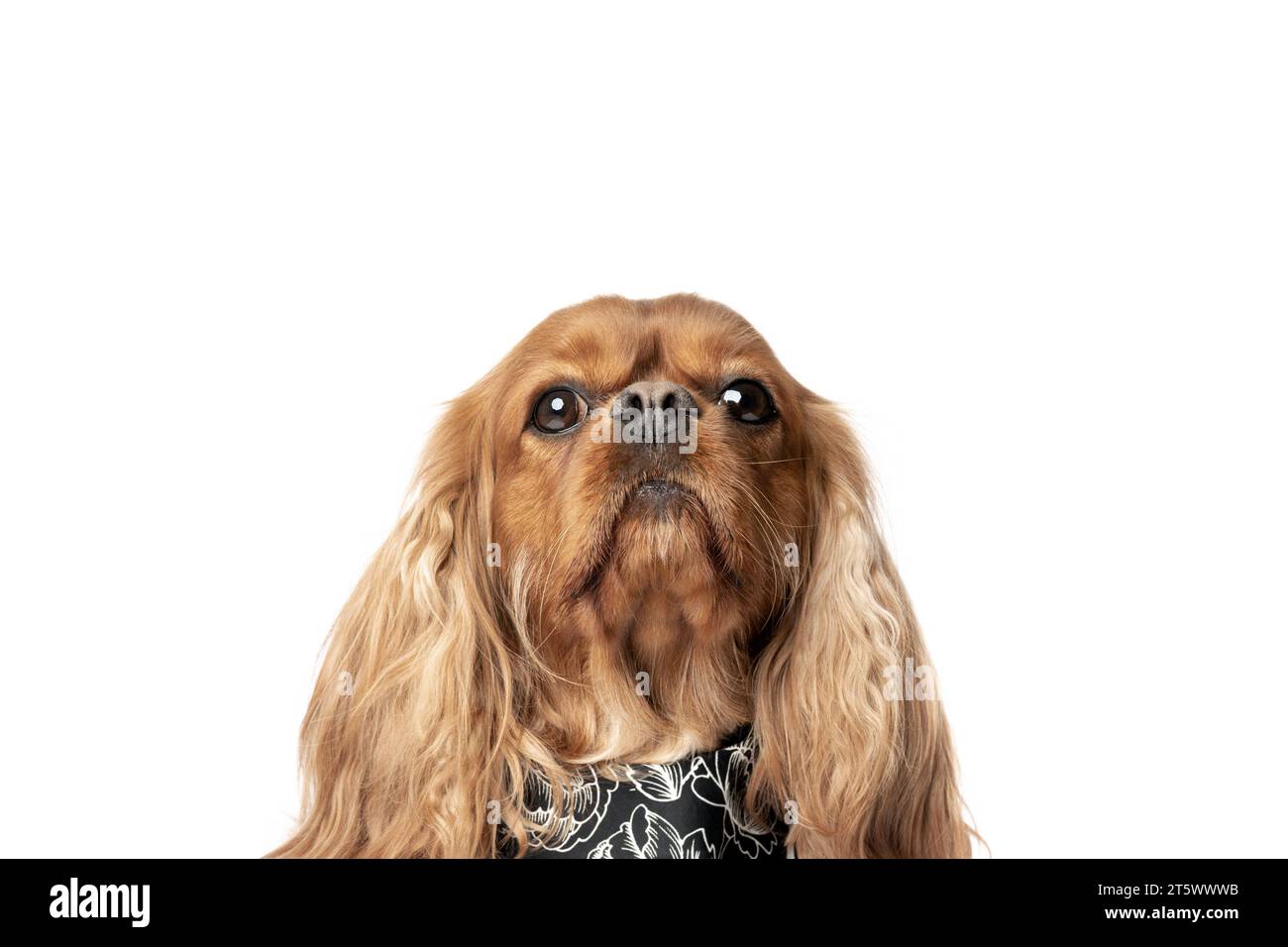 Portrait of ruby cavalier spaniel in scarf isolated on white background ...