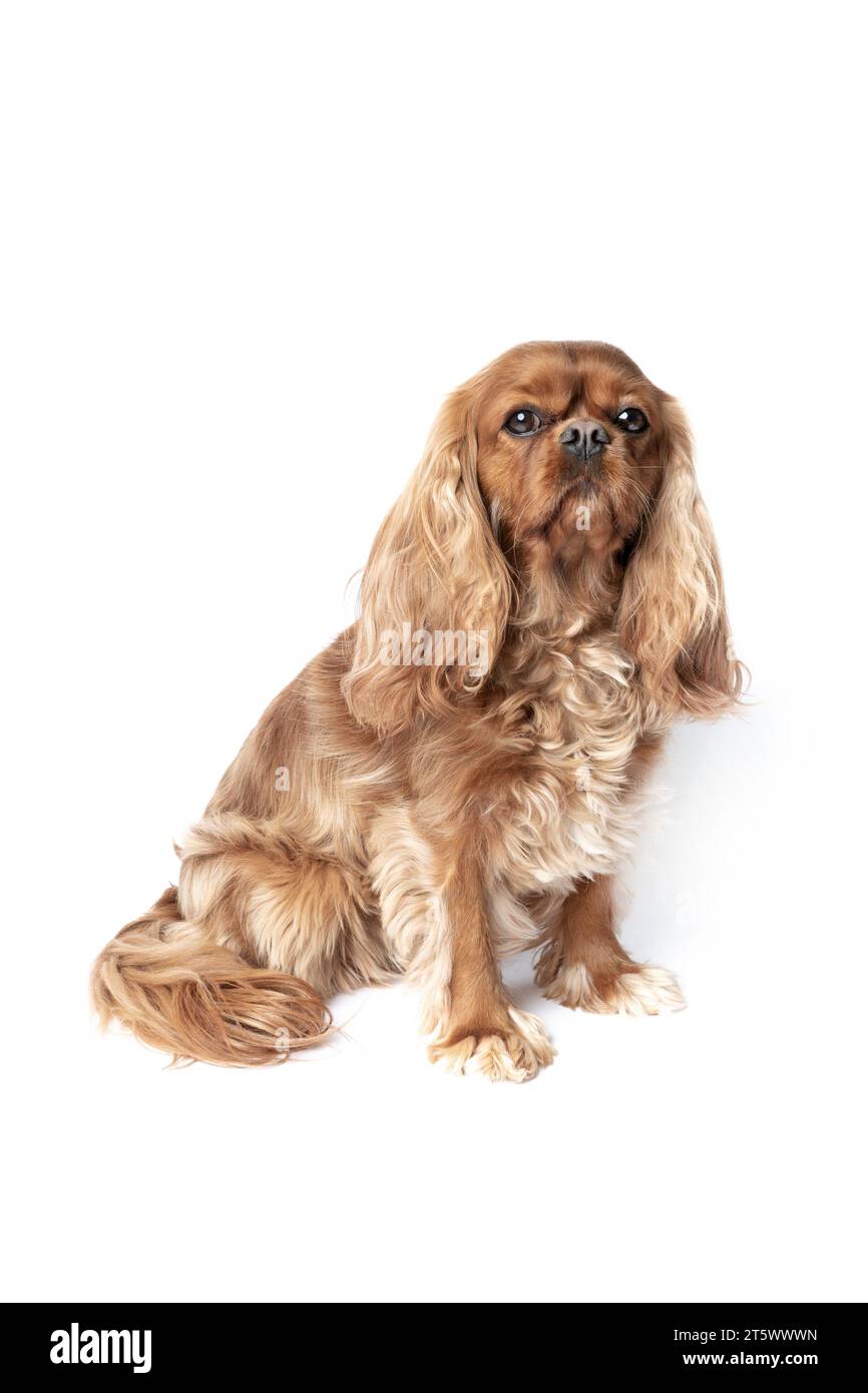 Portrait of ruby cavalier spaniel isolated on white background Stock ...