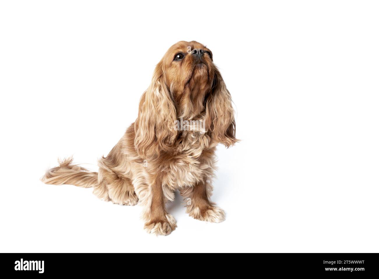 Portrait of ruby cavalier spaniel looking up isolated on white ...