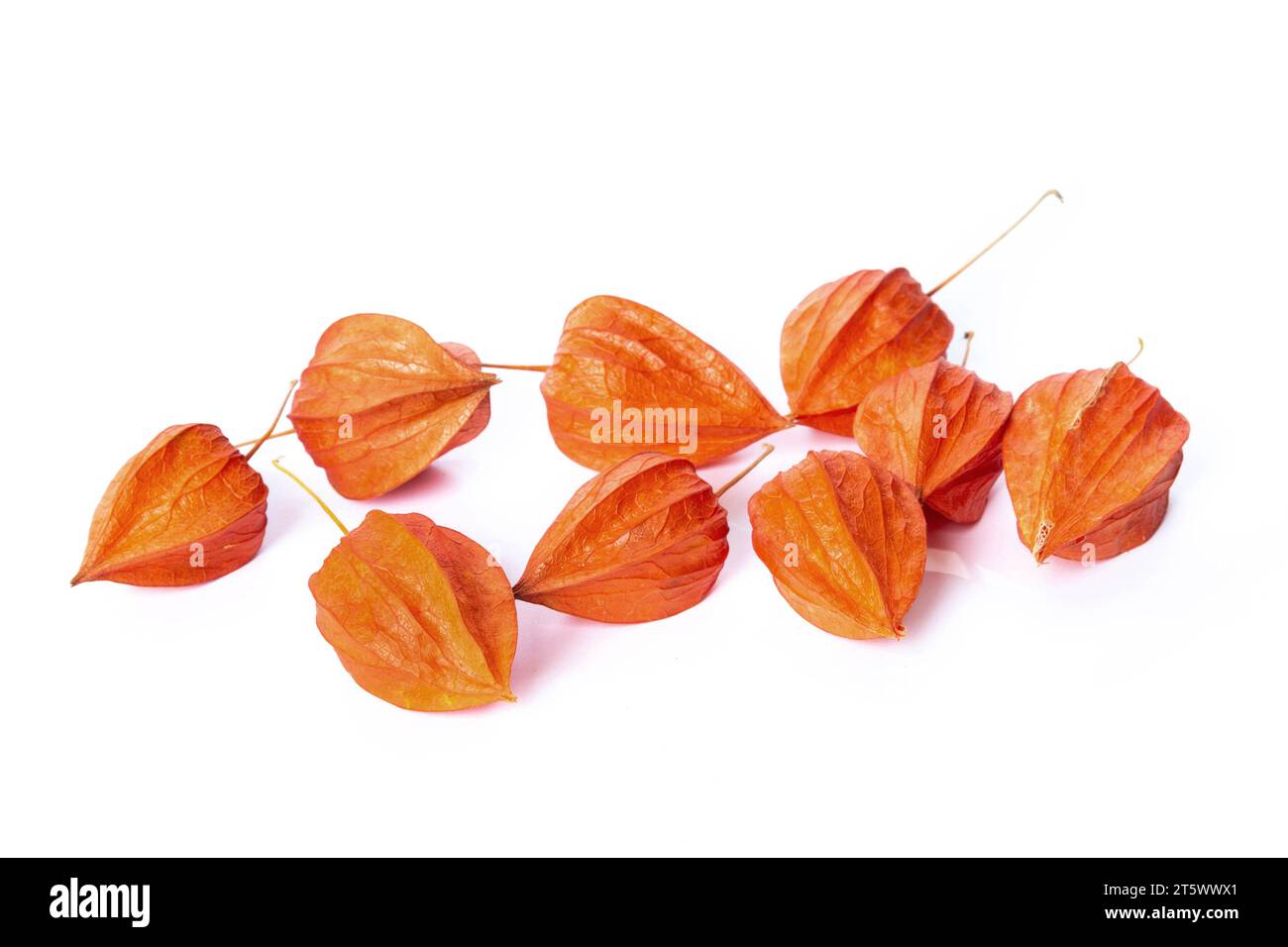 Chinese lantern flowers, physalis, isolated on white background Stock ...