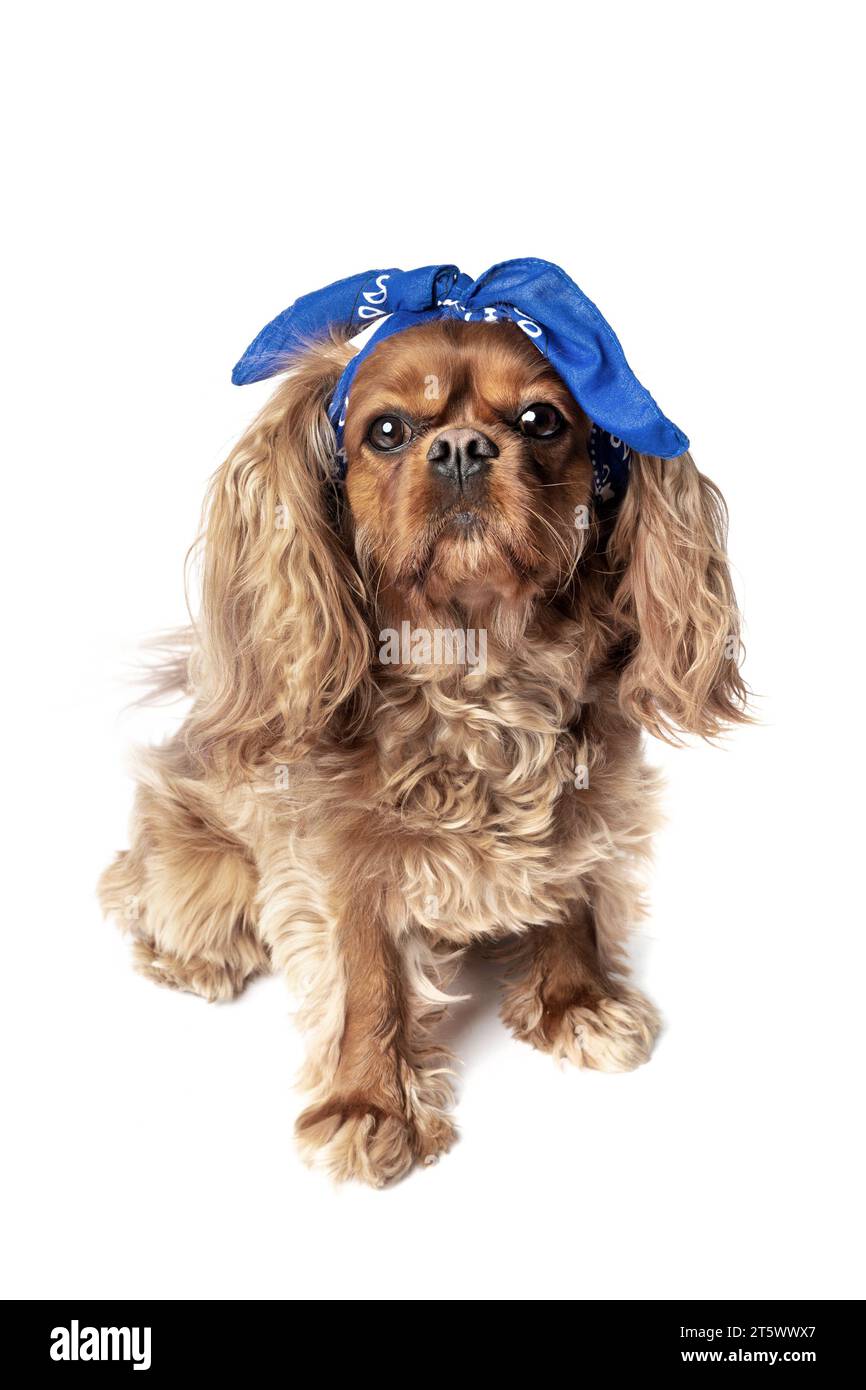 Portrait of funny cavalier spaniel in blue headscarf isolated on white ...