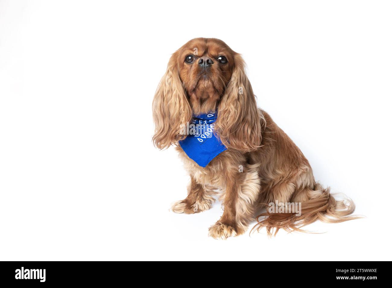Portrait of ruby cavalier spaniel in blue scarf isolated on white ...
