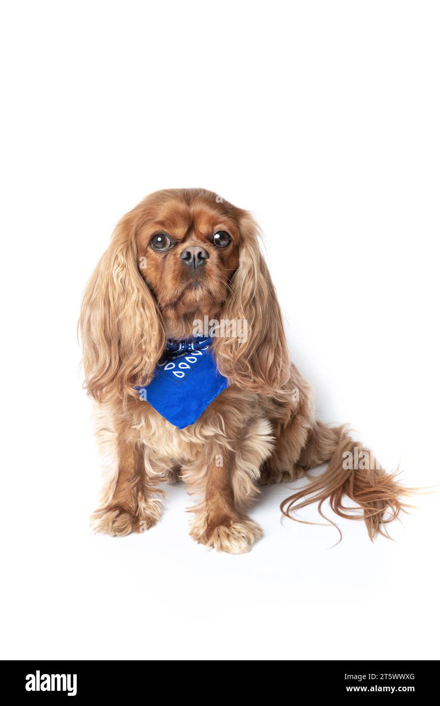 Portrait of ruby cavalier spaniel in blue scarf isolated on white ...