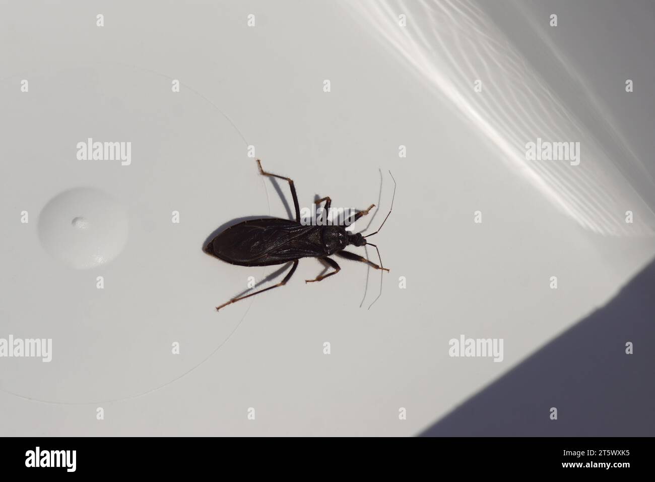 Masked hunter bugs hi-res stock photography and images - Alamy