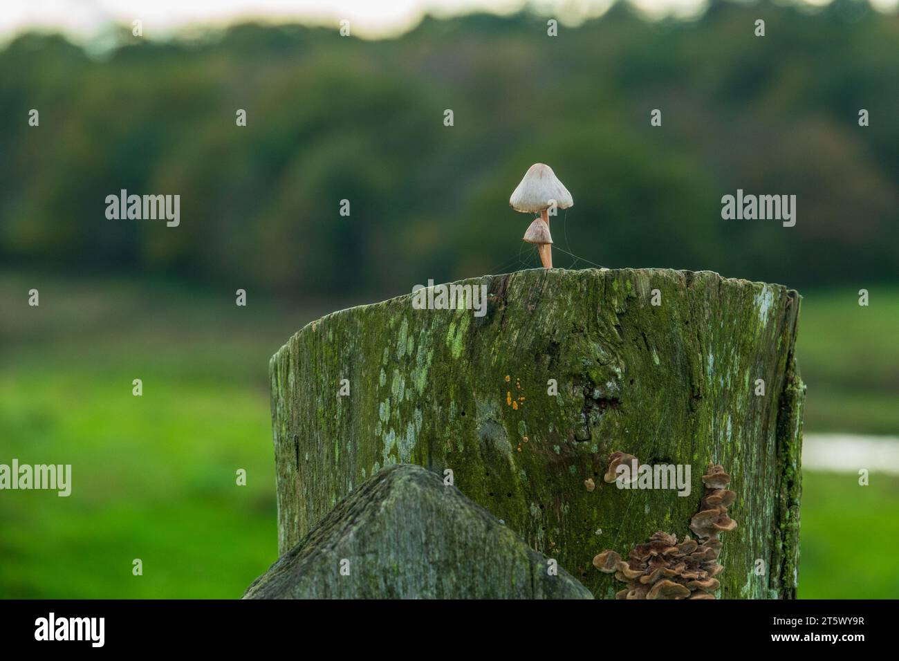 Tiny, toadstool, mushroom on gate post Stock Photo - Alamy