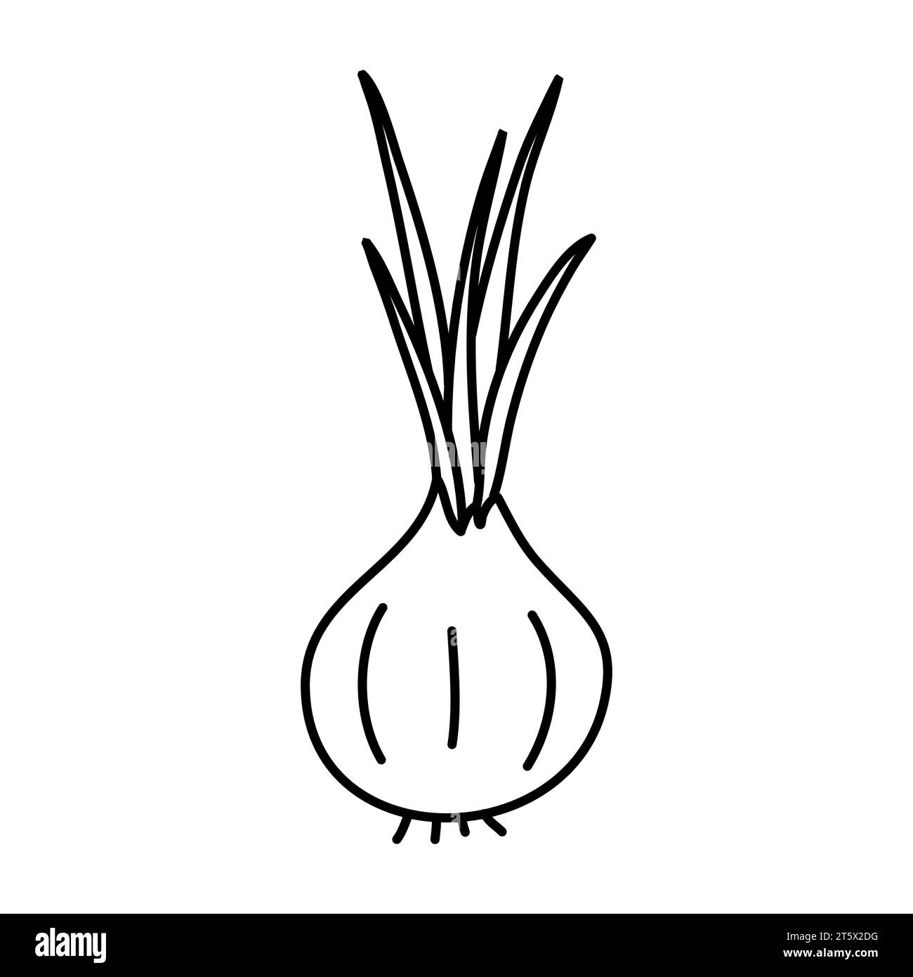 Doodle picture of onion, hand drawn vector illustration Stock Vector ...