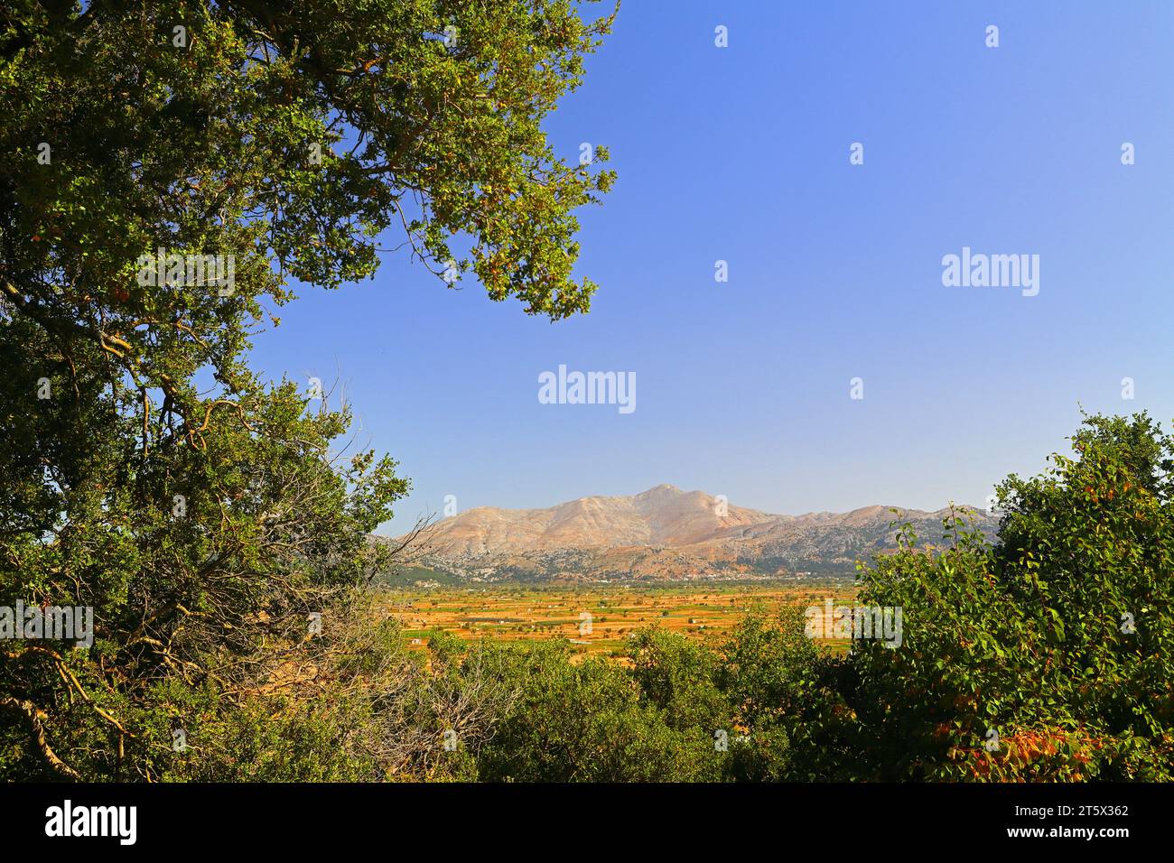 Tree framing a View of Lasithi Plateau with mountains in the background ...