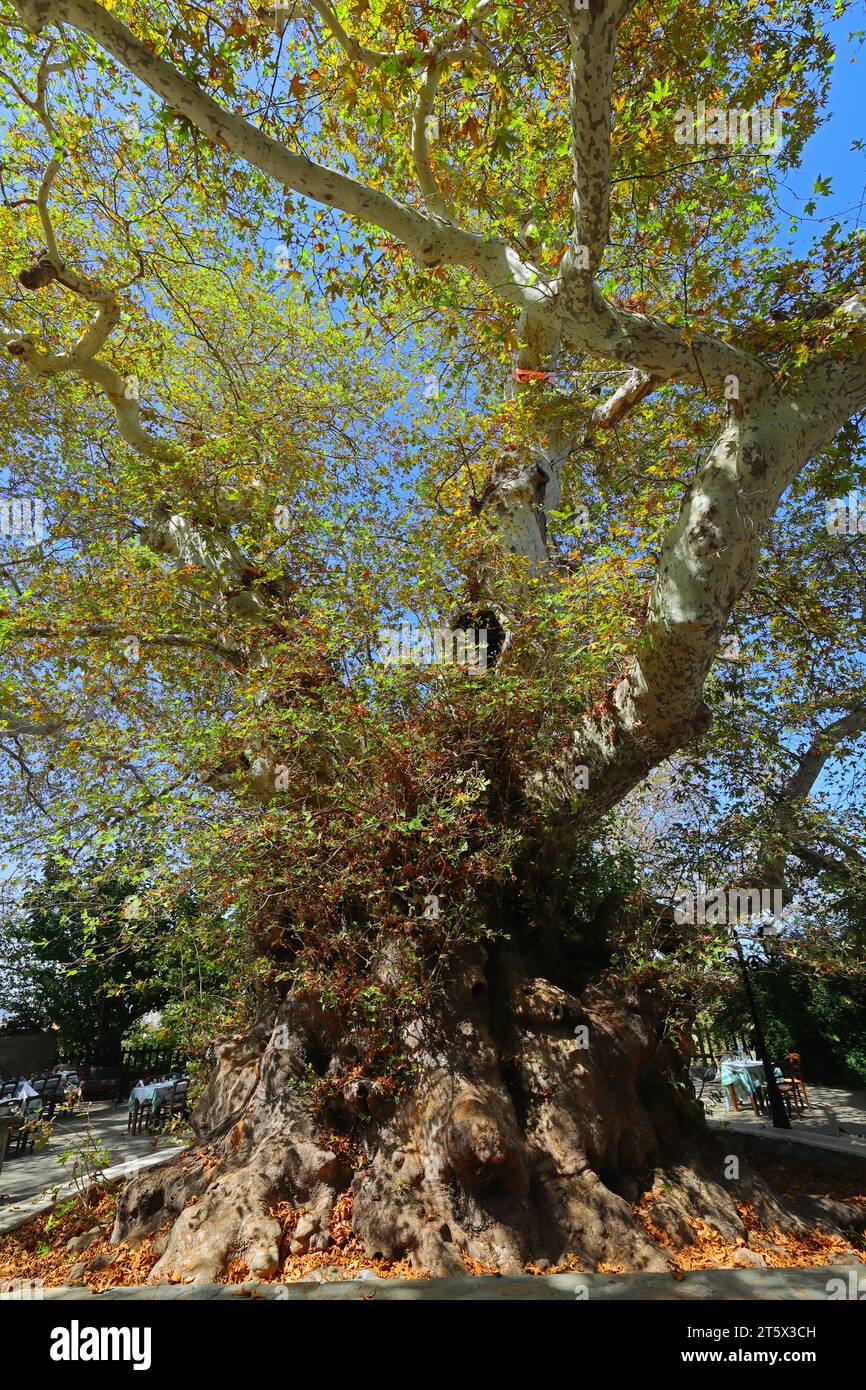 Large Platanus tree of Krasi, Crete, Greece, Europe Stock Photo - Alamy