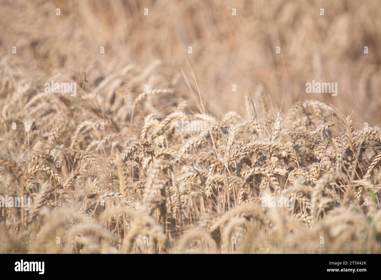 Moisson céréales hi-res stock photography and images - Alamy