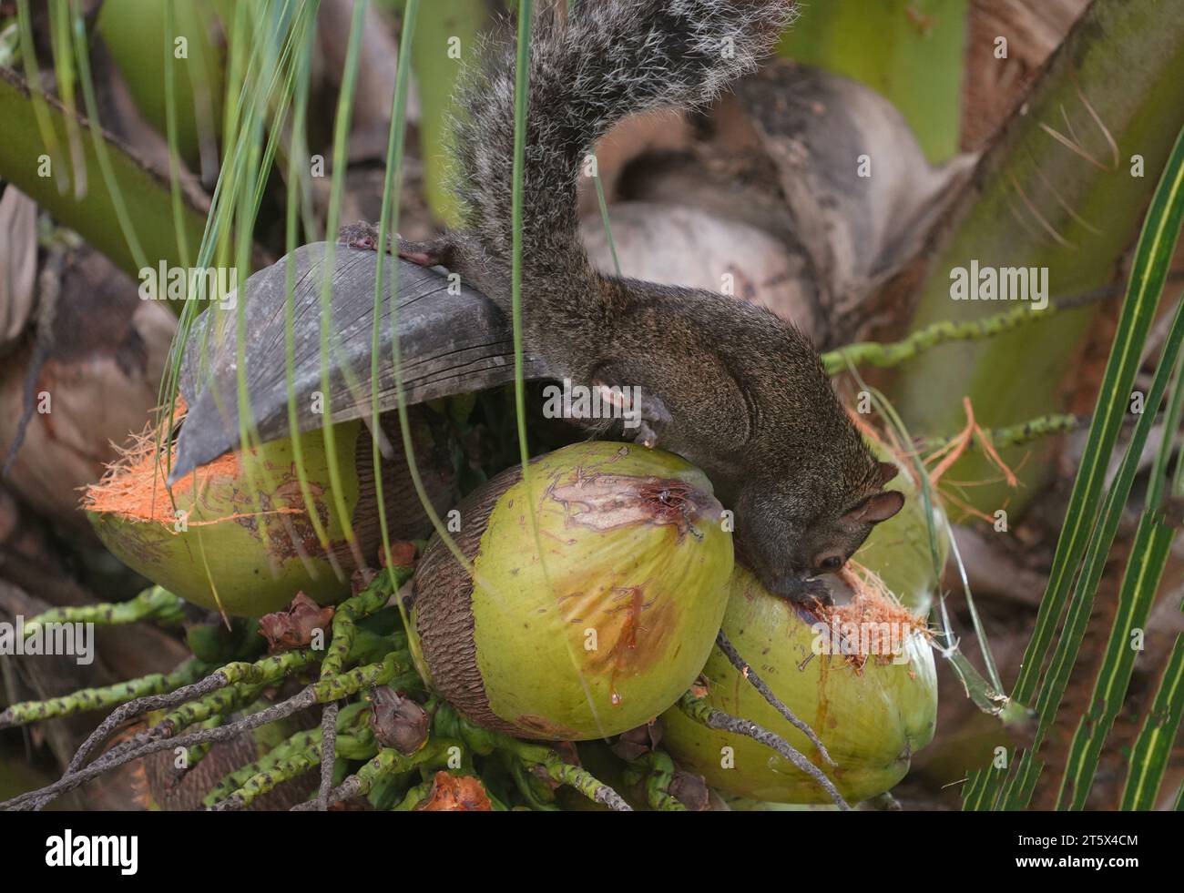 Palm tree animals hi-res stock photography and images - Alamy