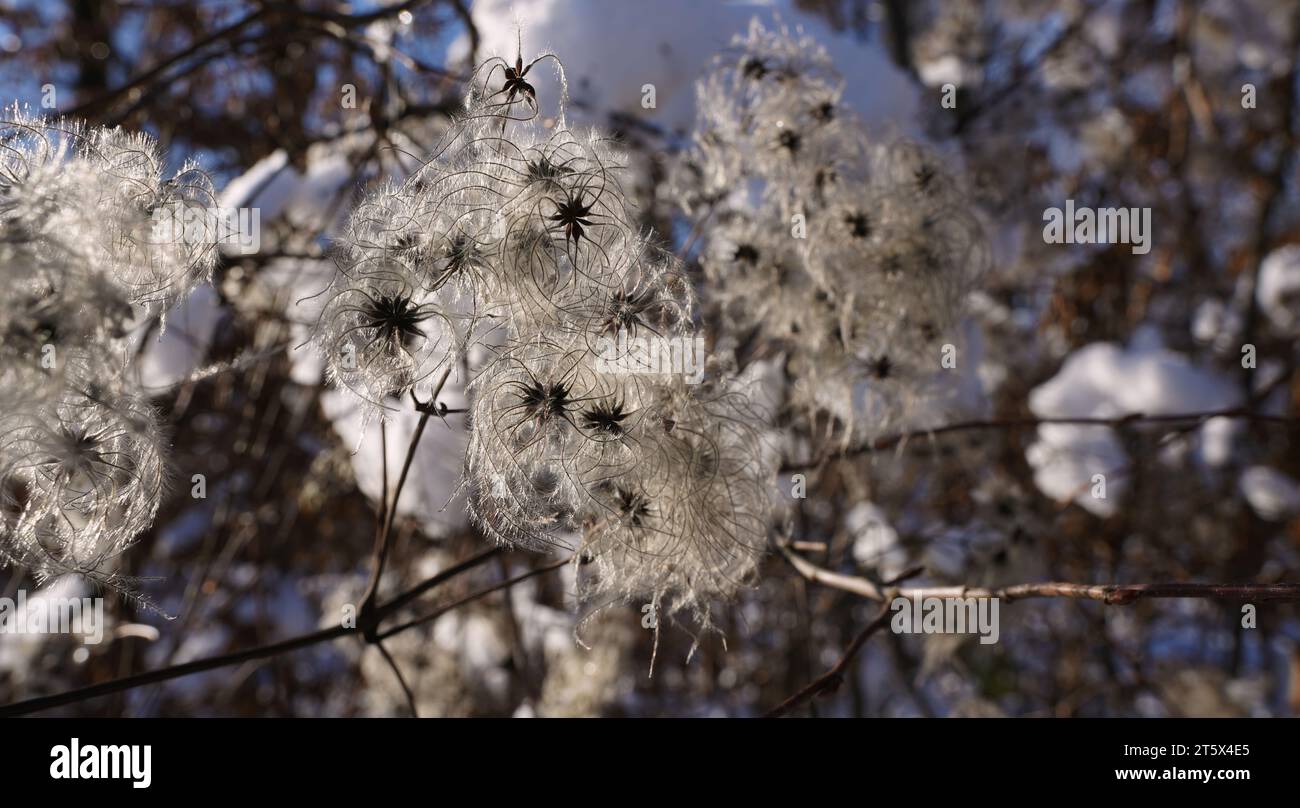 Wie Sieht Clematis Im Winter Aus