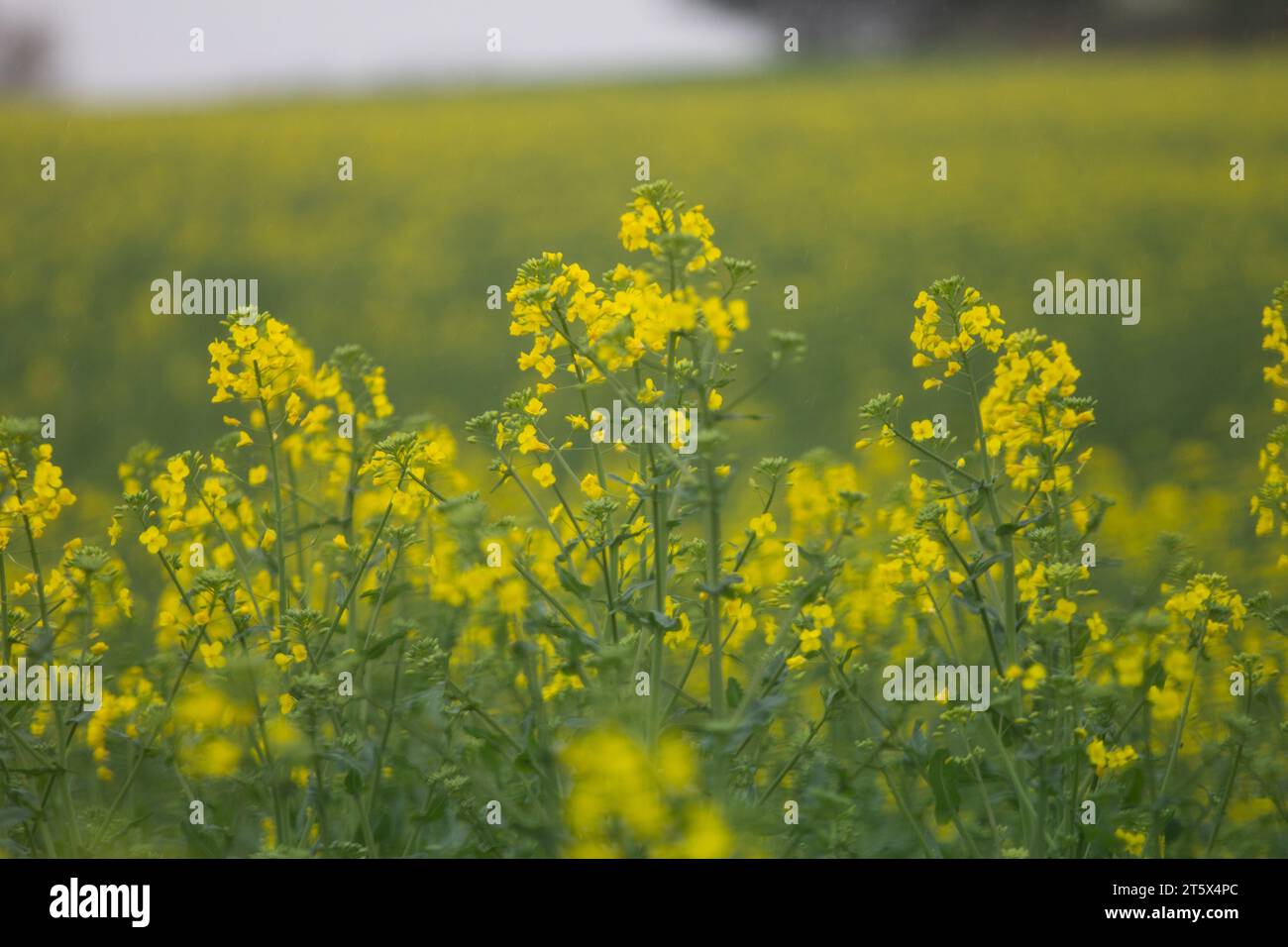 Colza culture hi-res stock photography and images - Alamy