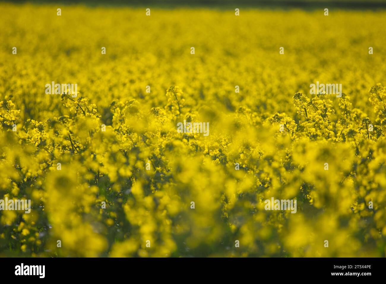 Colza culture hi-res stock photography and images - Alamy