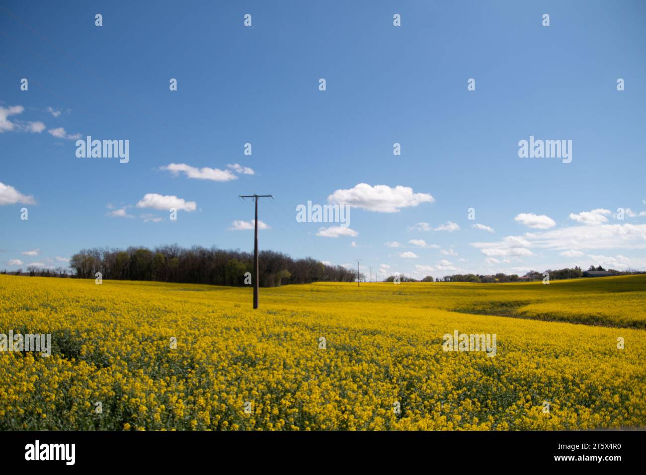 Colza culture hi-res stock photography and images - Alamy