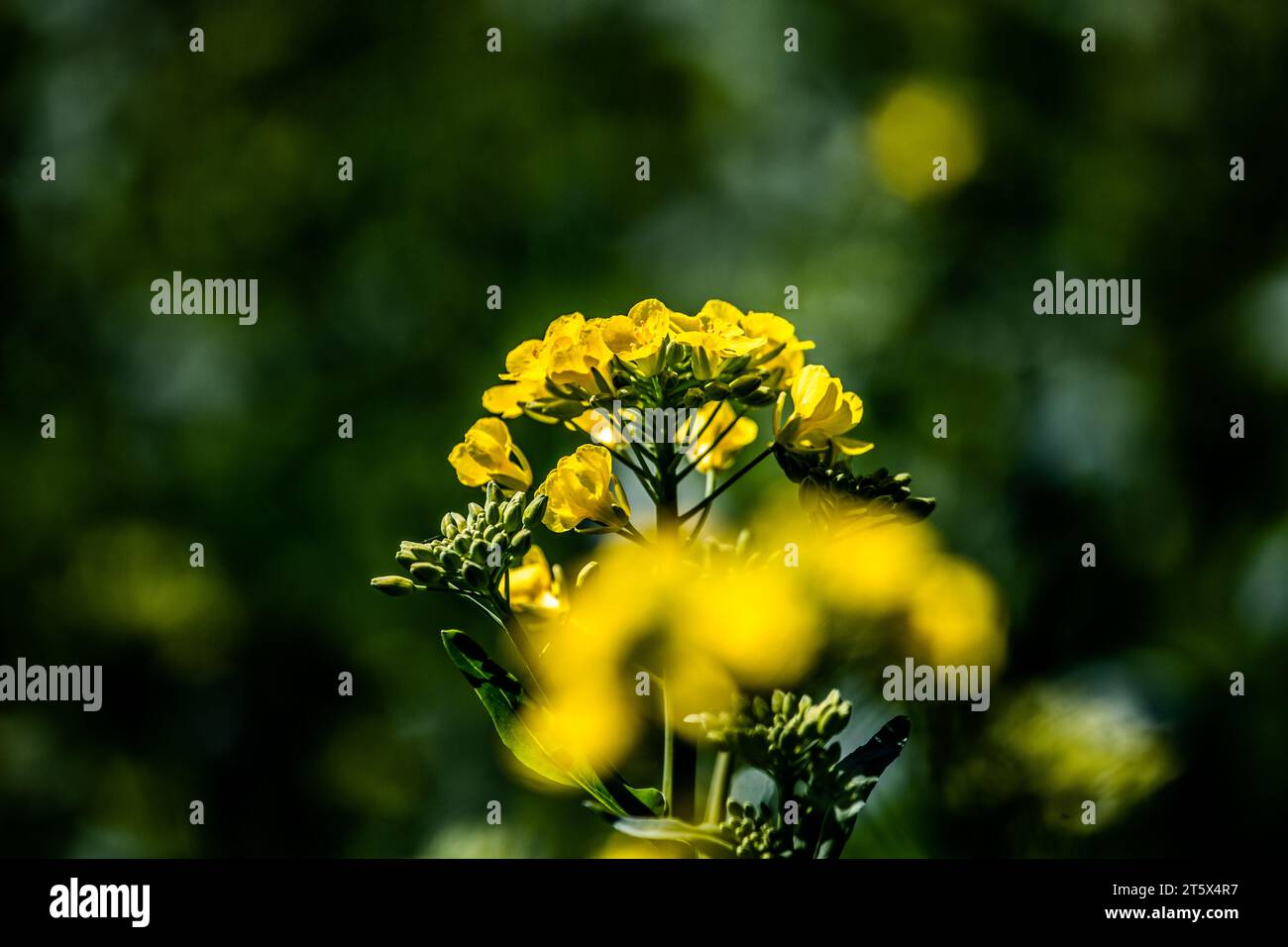 Colza culture hi-res stock photography and images - Alamy