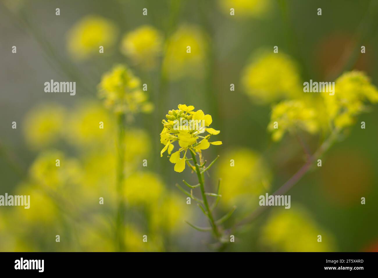 Colza culture hi-res stock photography and images - Alamy