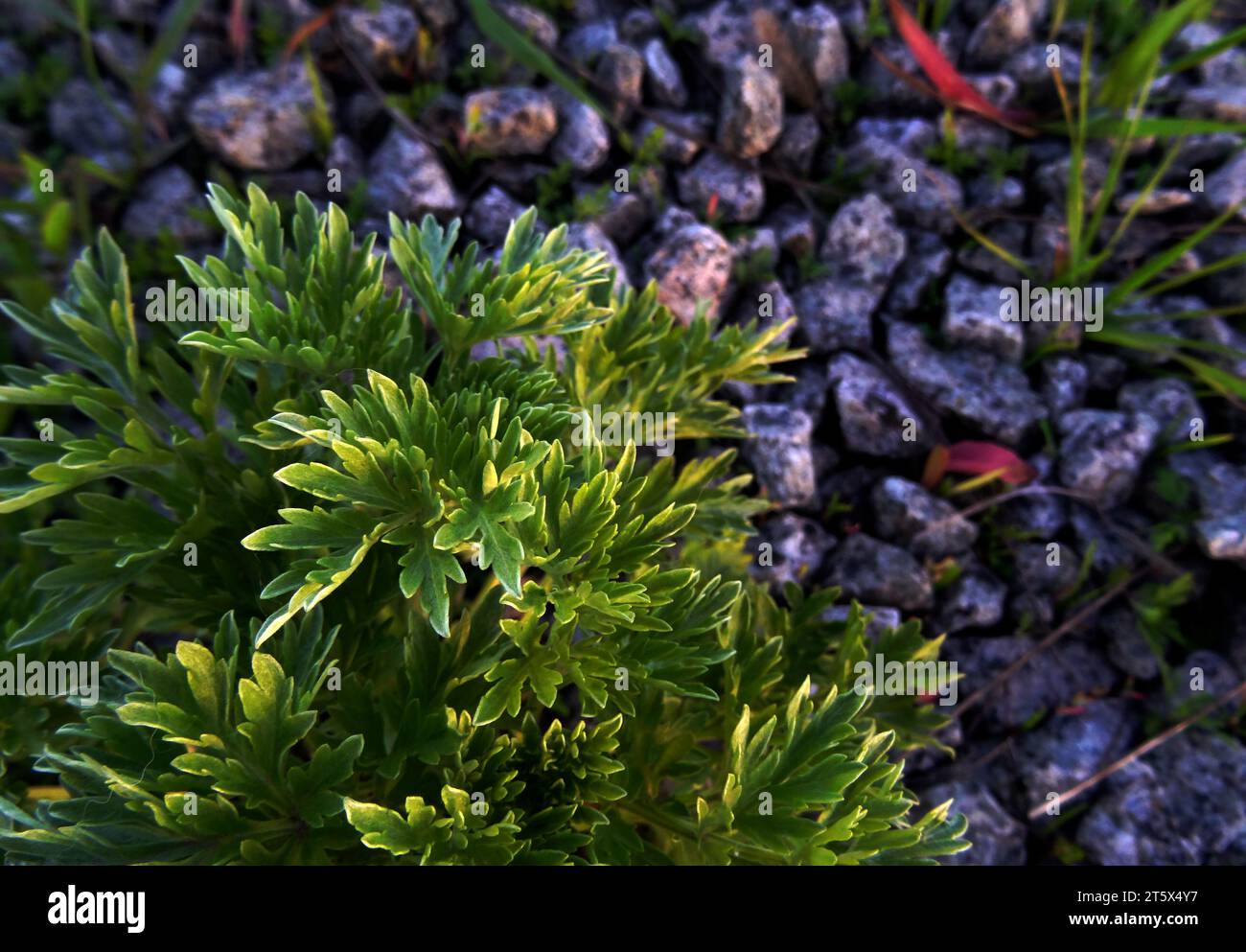 Top view gravel crushed hi-res stock photography and images - Alamy