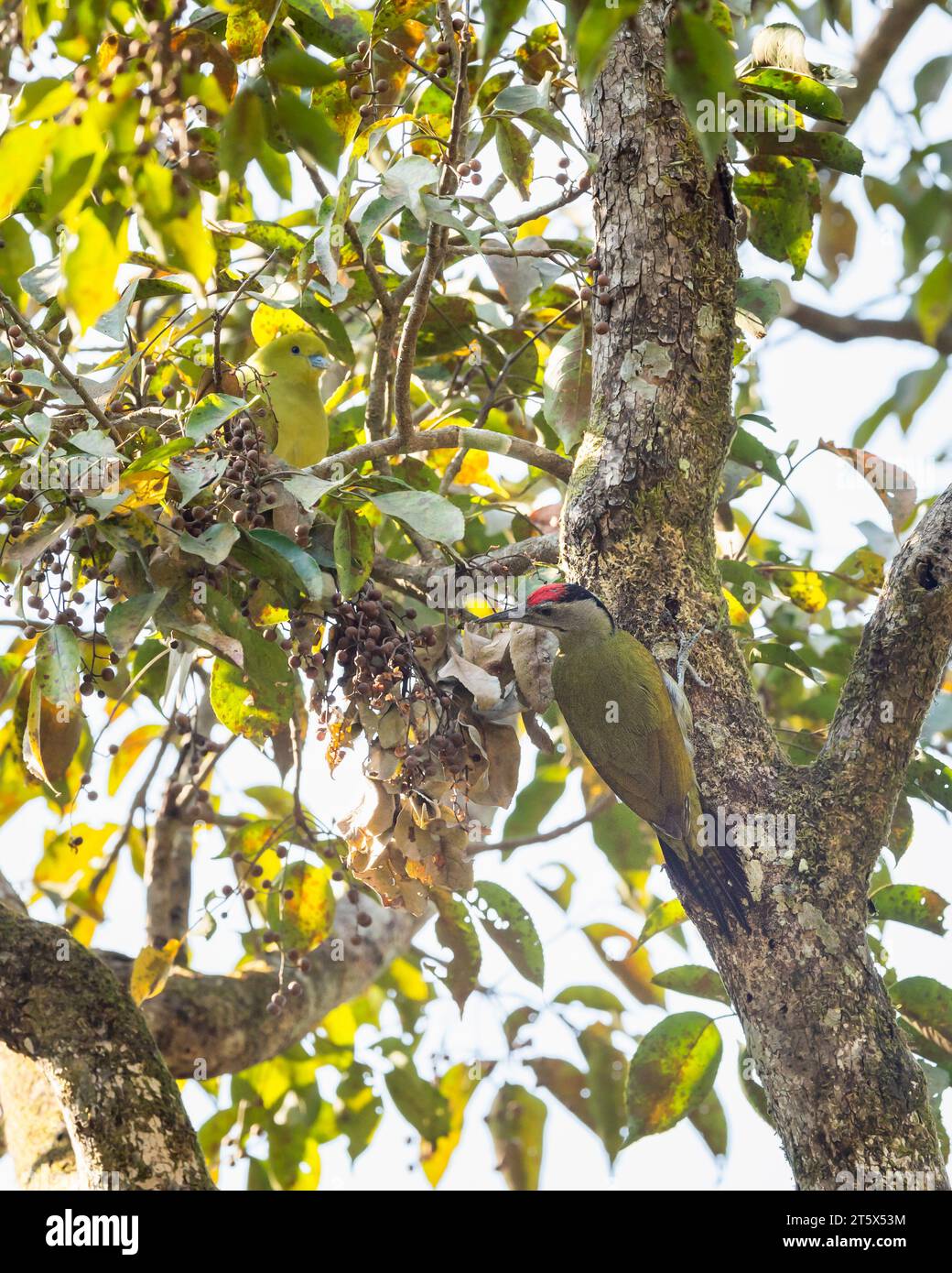 National bird of myanmar hi-res stock photography and images - Alamy