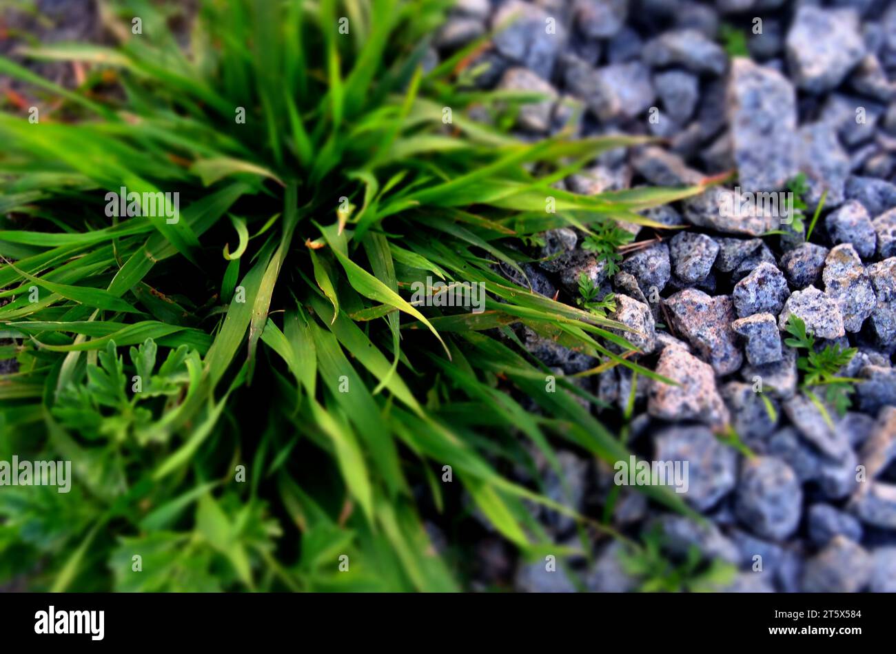 Green Plant Growth On Gravel Rocks Top View Stock Photo - Alamy