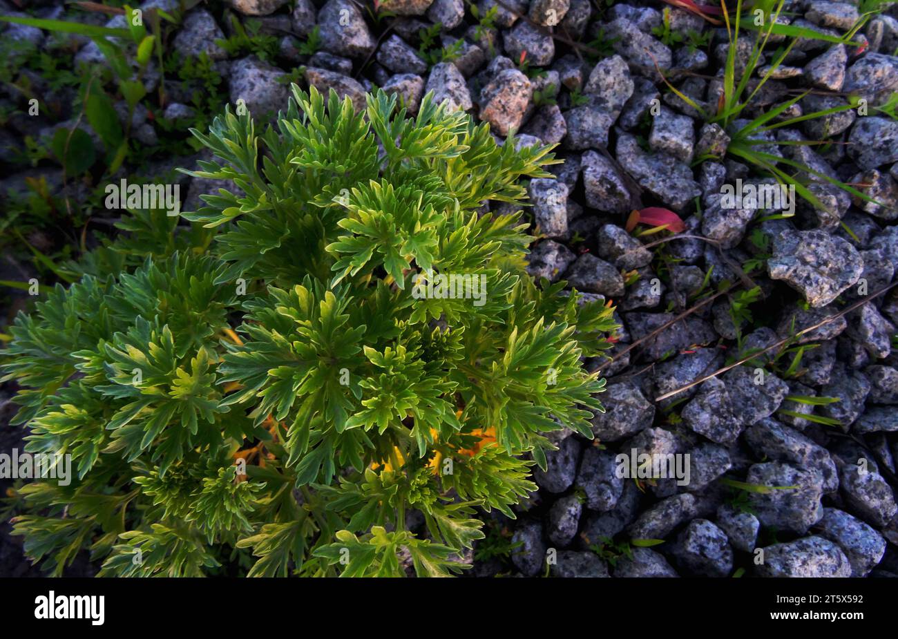 Rubble Stones And Green Plant Top View Stock Photo - Alamy