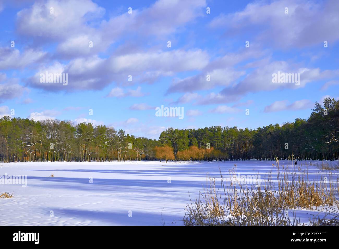 Frozen lake, winter quiet forest park for healthy walks among pines ...