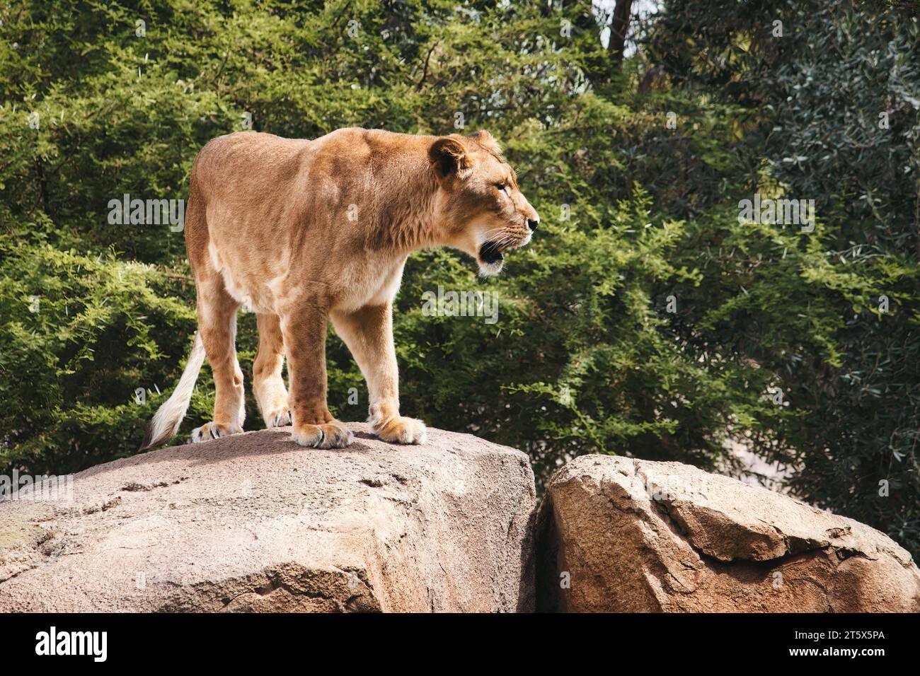 A female lioness standing on a big rock in the sunlight in the jungle ...