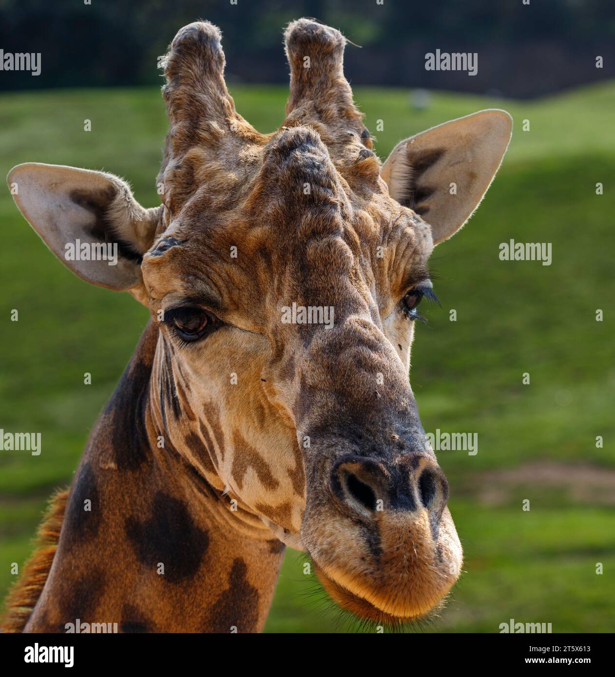 Giraffidae family hi-res stock photography and images - Alamy