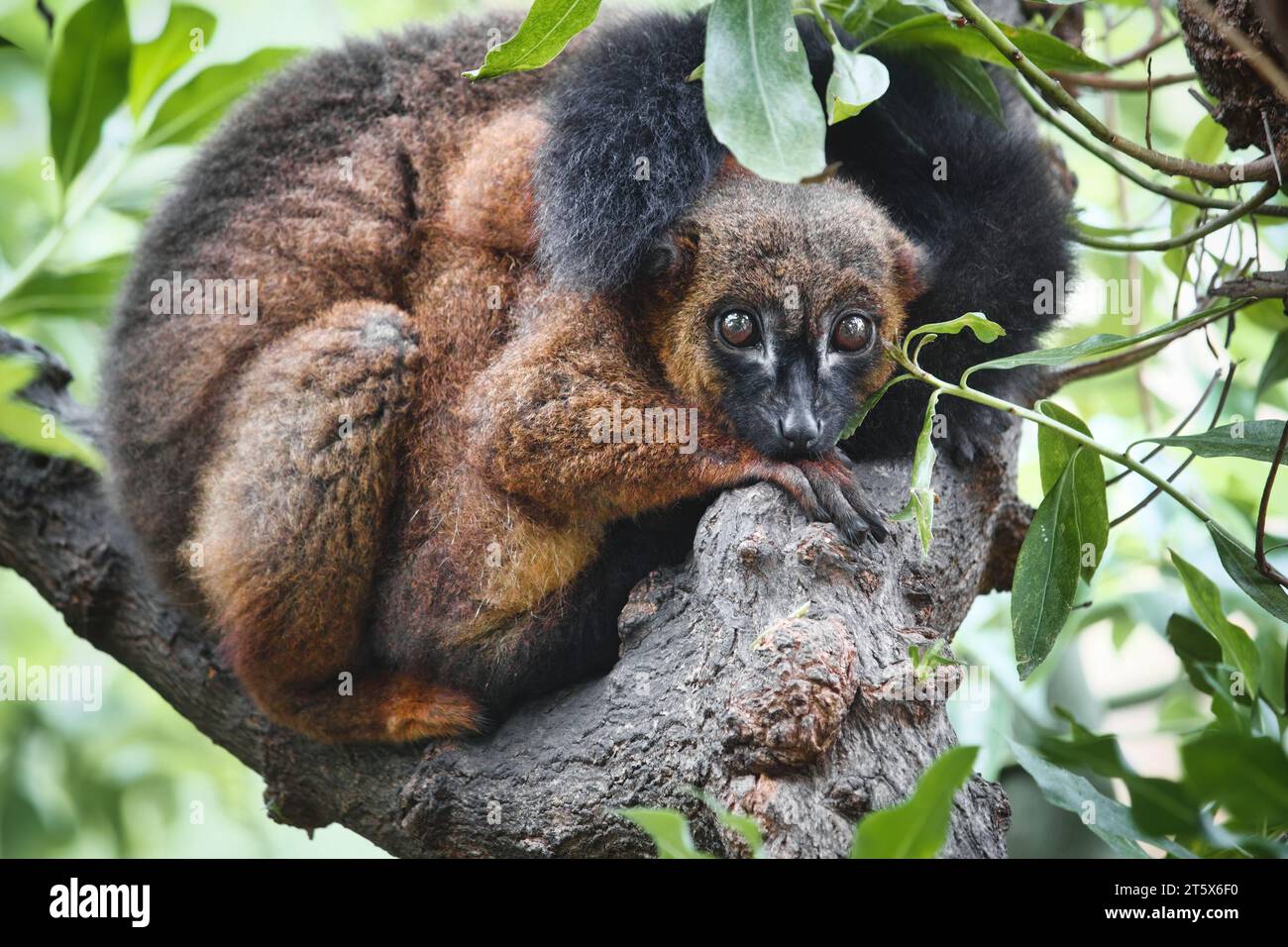 A red-bellied lemur primate resting in the branches of a tree, looking ...