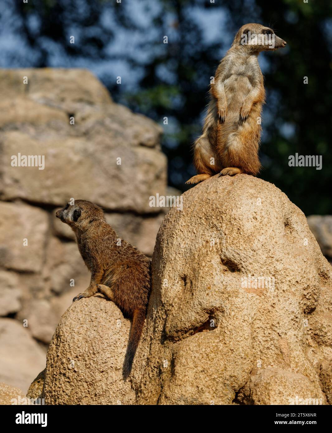Suricata suricatta (family: Herpestidae). Common names: meerkat ...