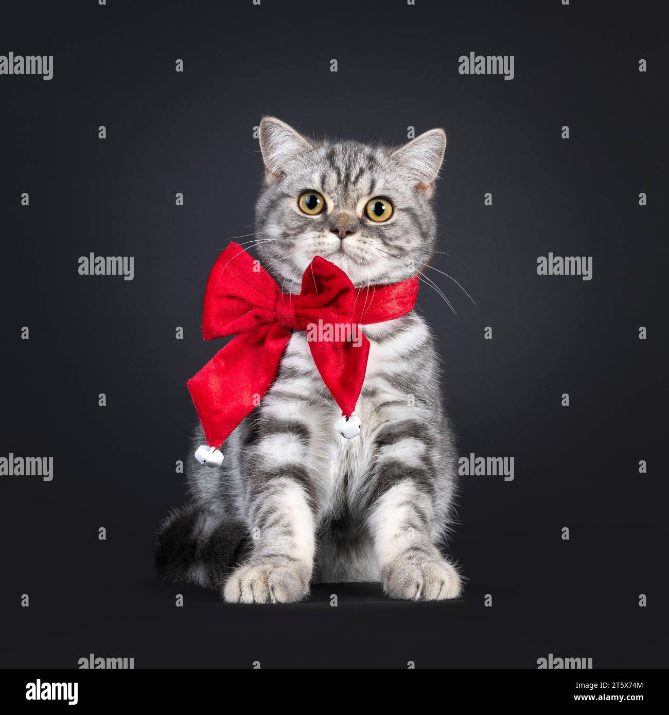 Cute blue tabby blotched British Shorthair cat kitten, sitting up ...
