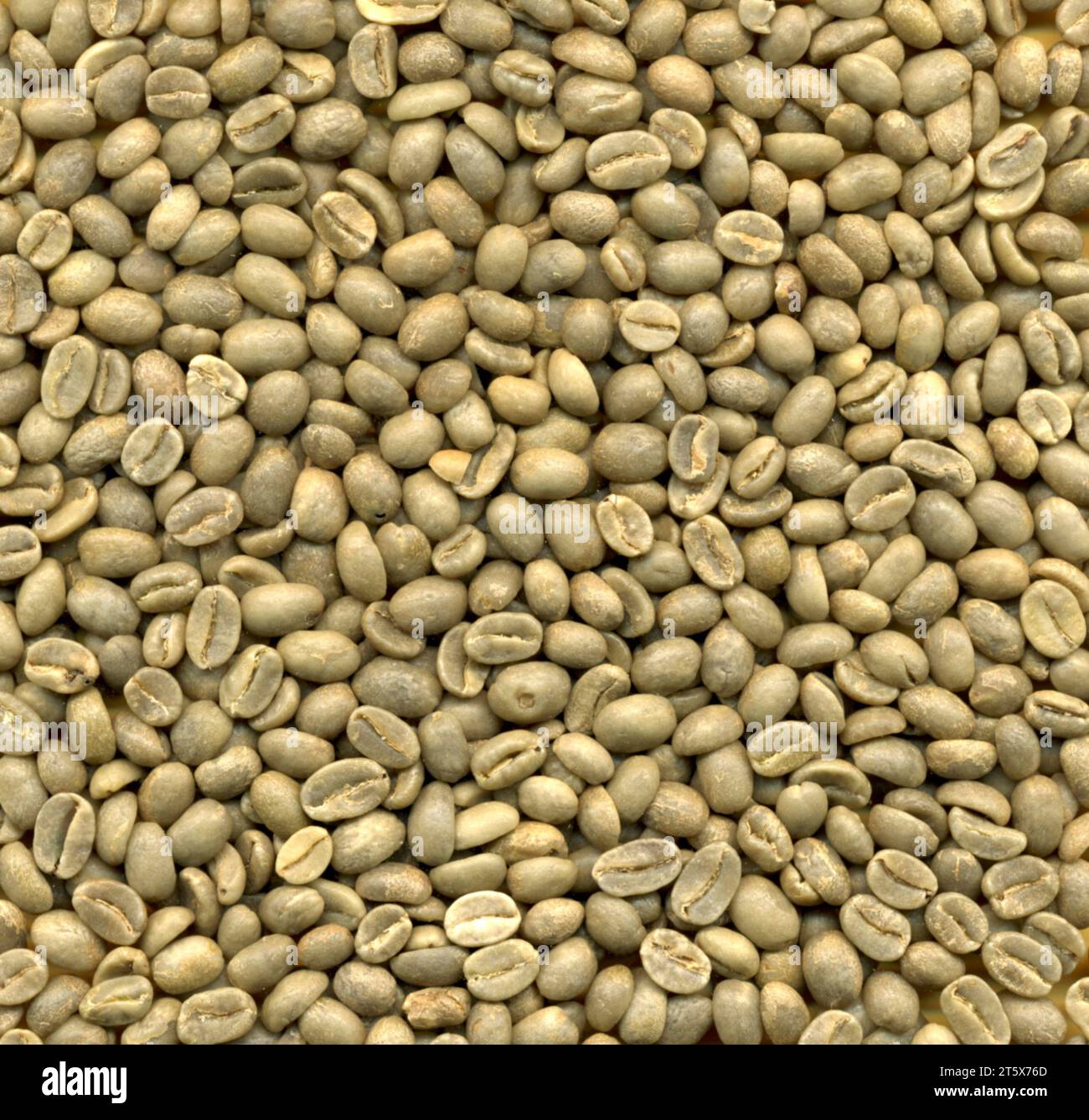 Unroastet coffee beans hi-res stock photography and images - Alamy
