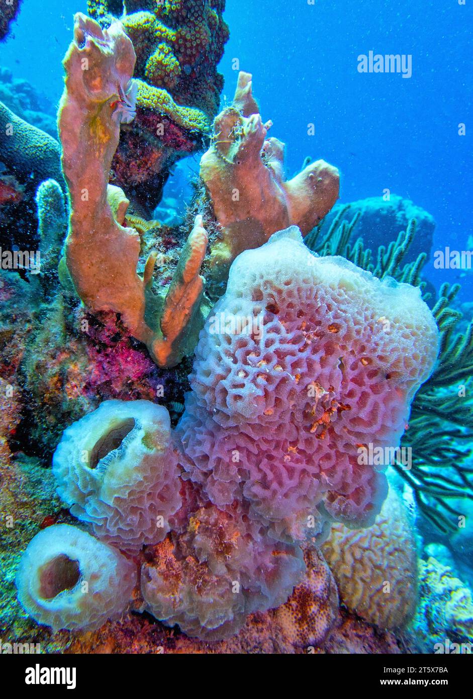 Callyspongia plicifera, the azure vase sponge, is a species of sea ...