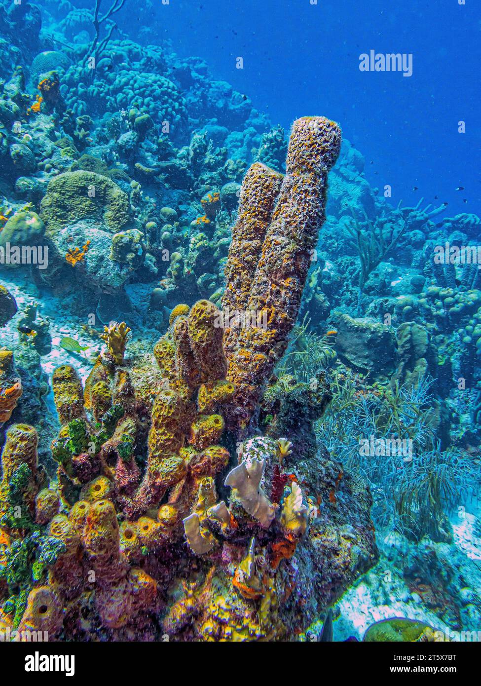 Callyspongia ,Cladochalina, aculeata, commonly known as the branching ...