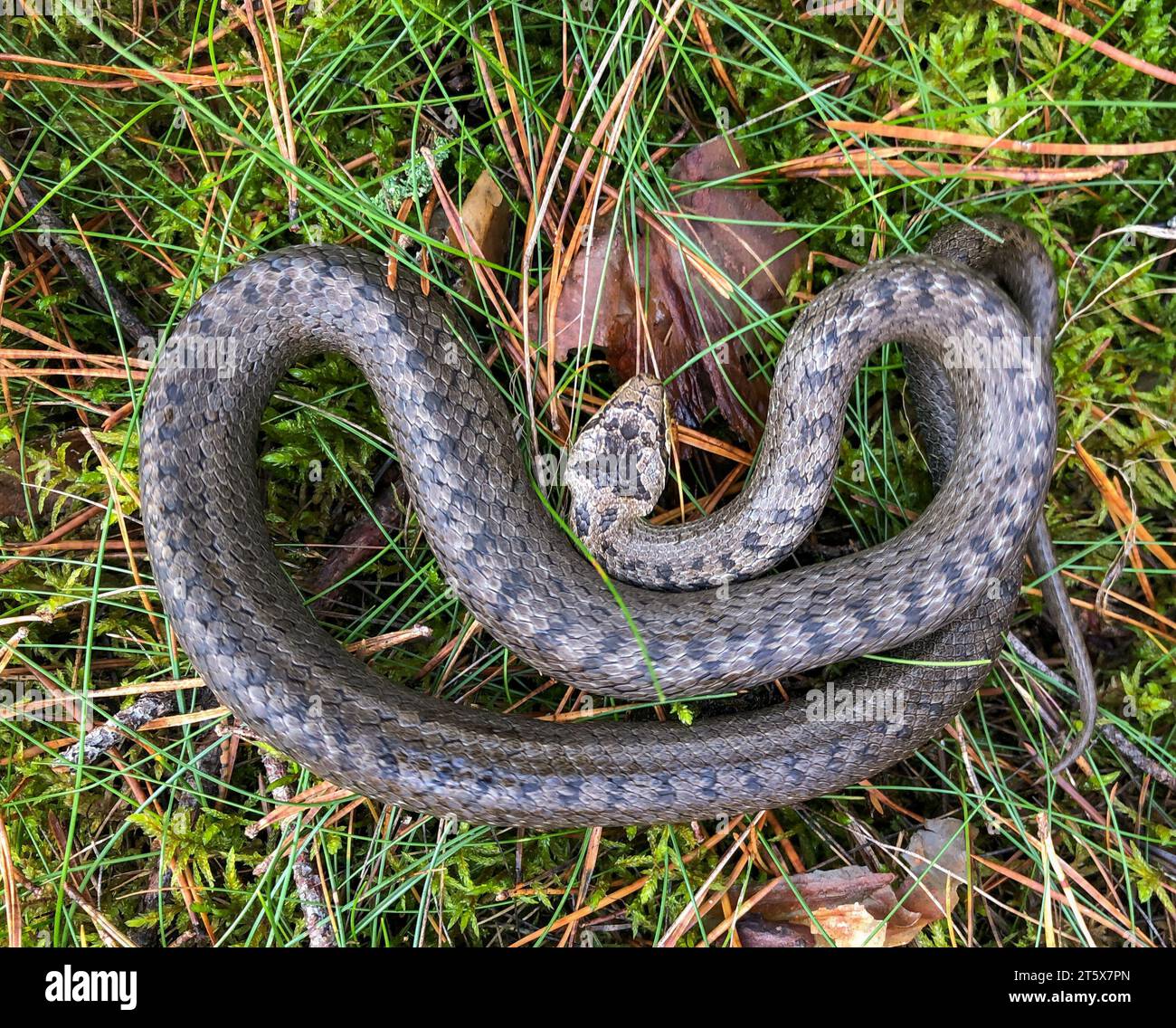 07 November 2023, Brandenburg, Briesen: A smooth snake (Coronella ...