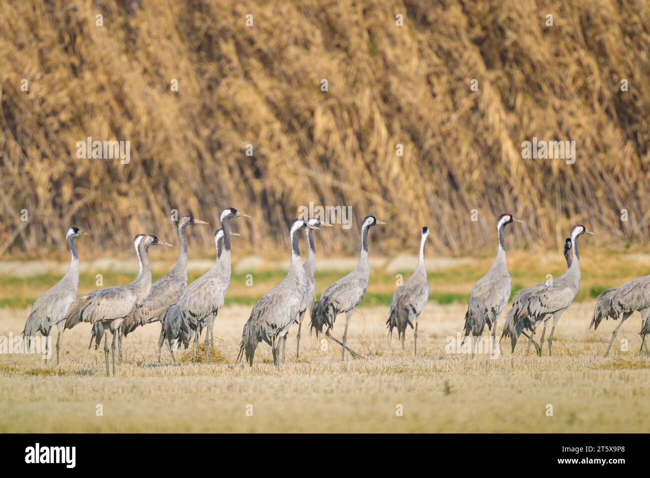 A group of Common Cranes standing on a meadow, sunny morning in ...