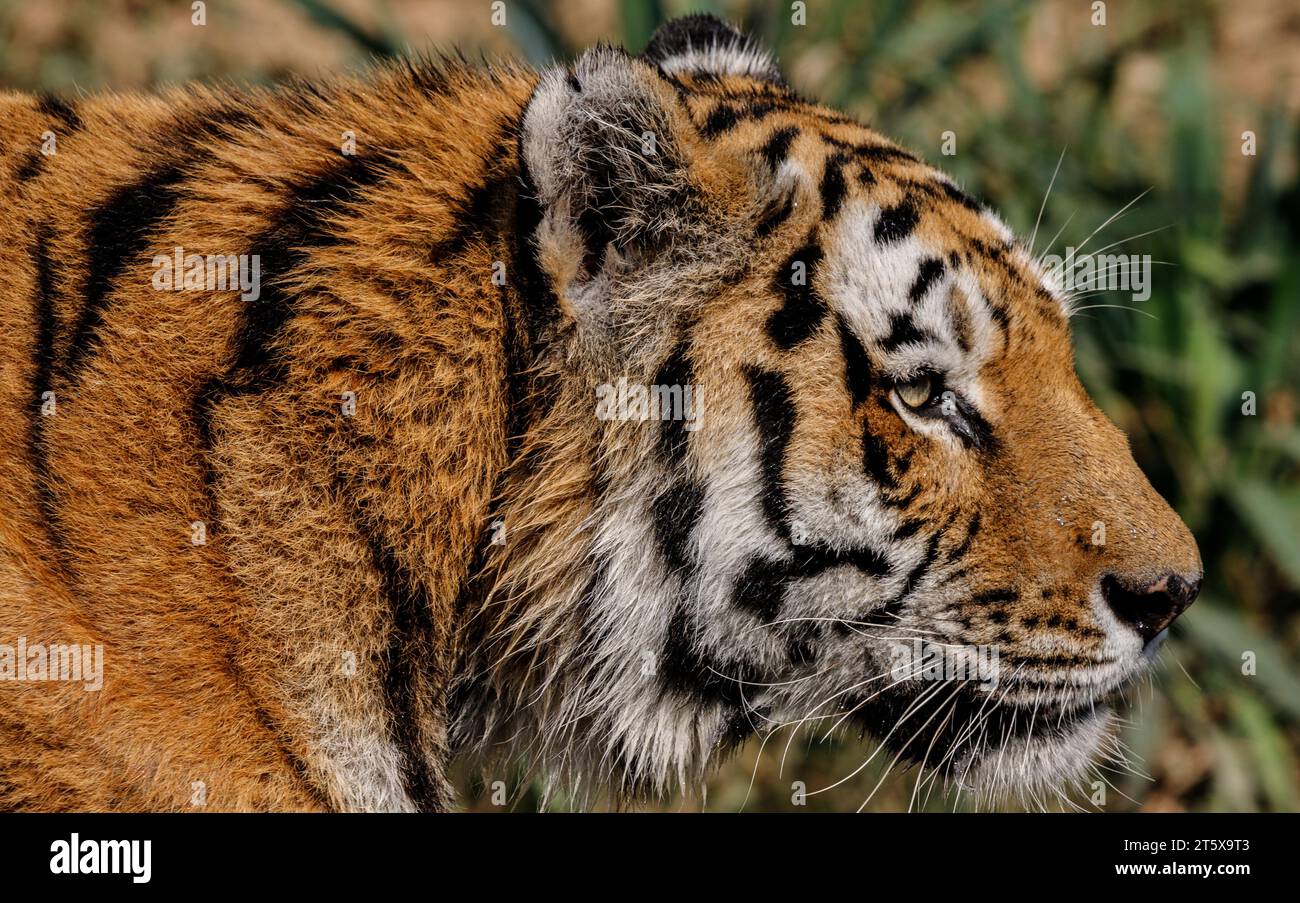 Carnivorous mammal family felidae hi-res stock photography and images - Alamy