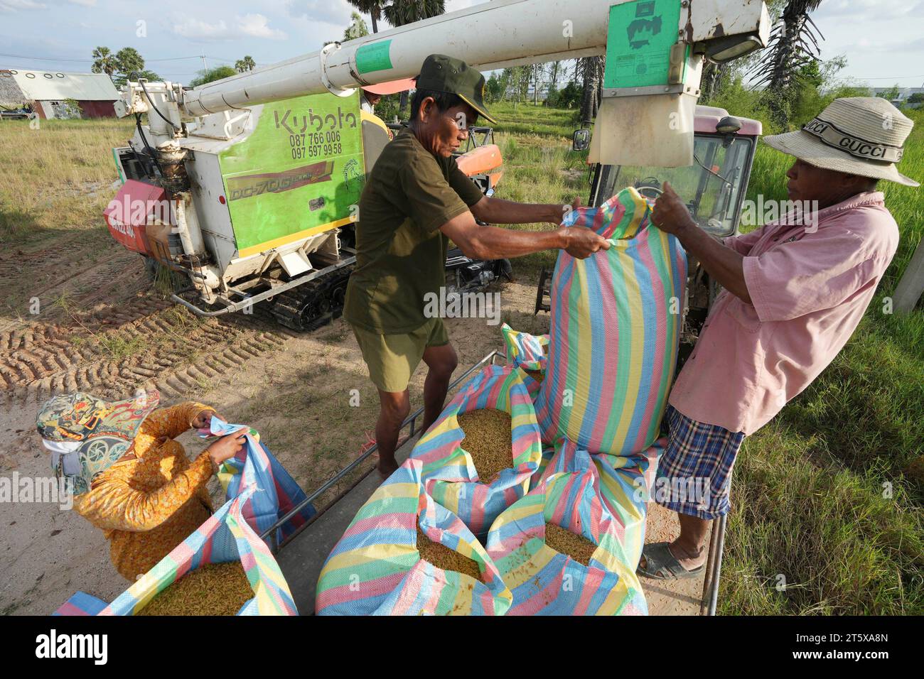 Farmers fill sacks with rice grains from a threshing machine in the ...