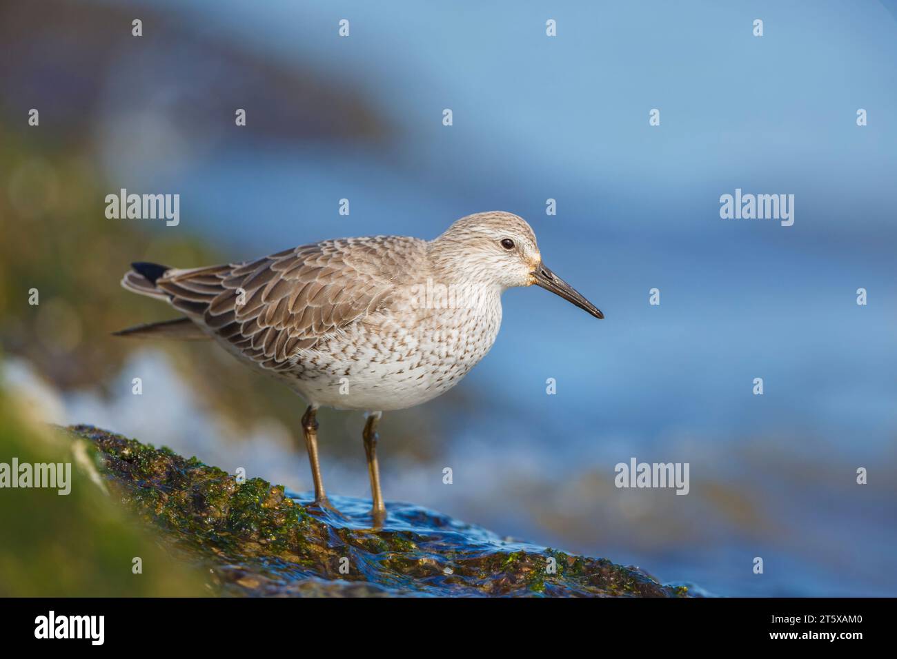 Horizontal mode alert hi-res stock photography and images - Alamy