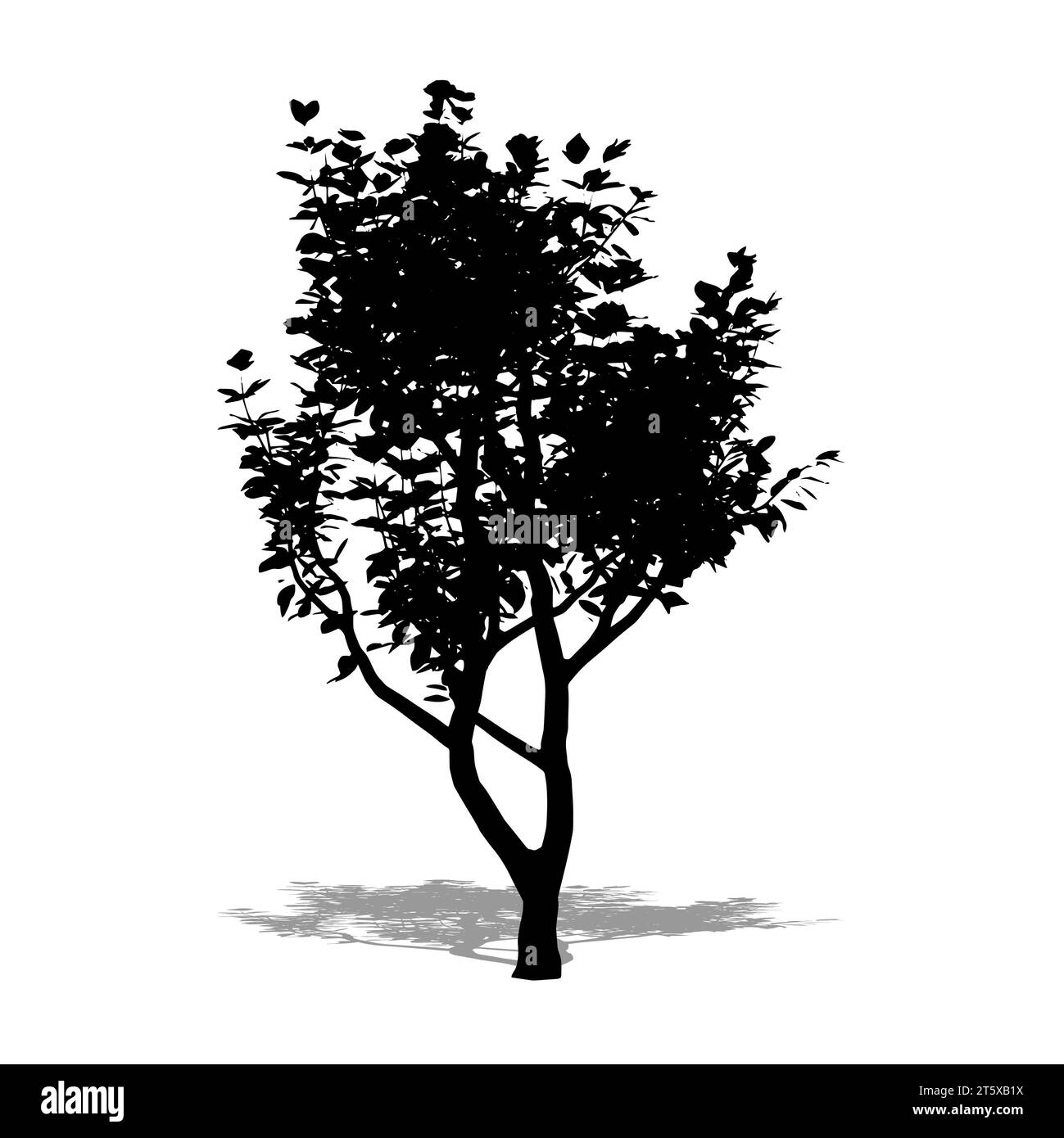Magnolia Tree Silhouette