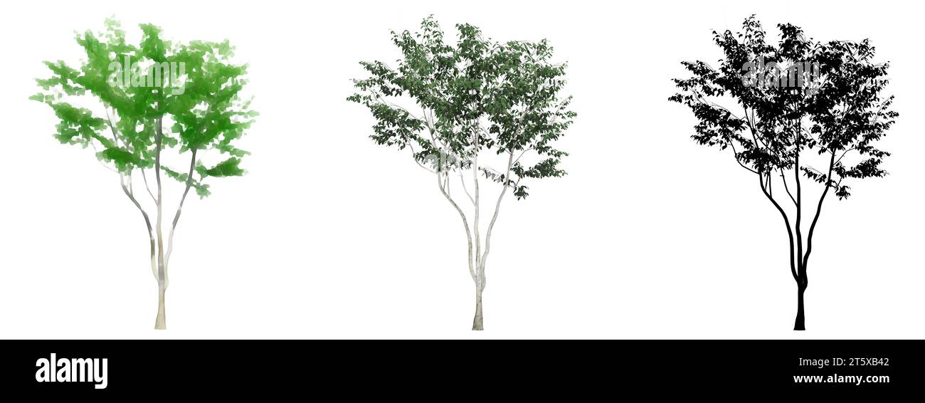 Set or collection of European beech trees, painted, natural and as a ...