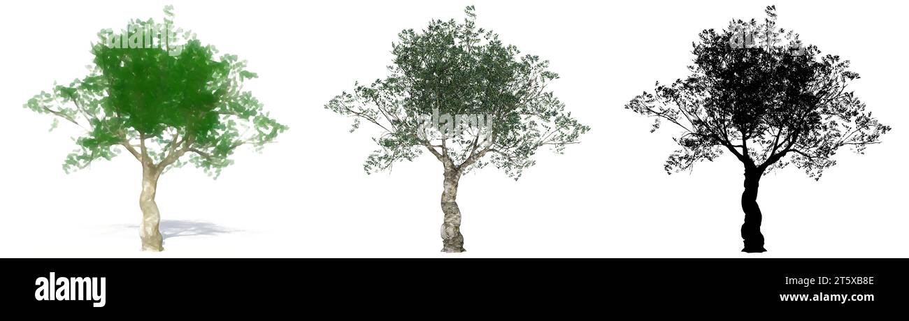 Set or collection of European Olive trees, painted, natural and as a ...